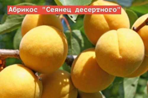 Абрикос Сеянец десертного /3 года