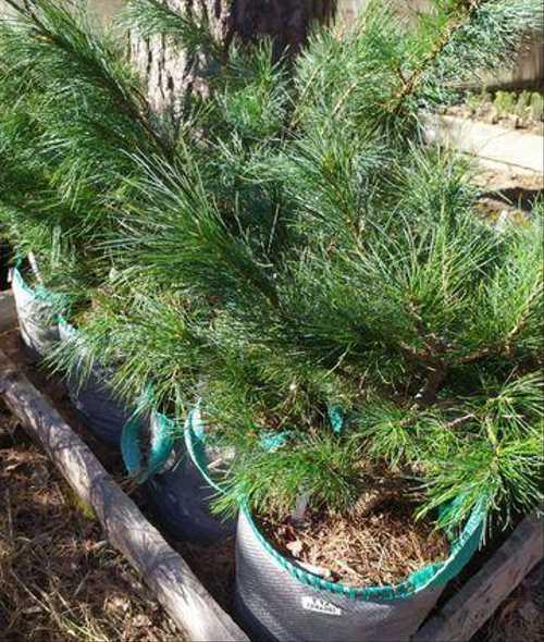 Кедровый стланик (Pinus Pumila)