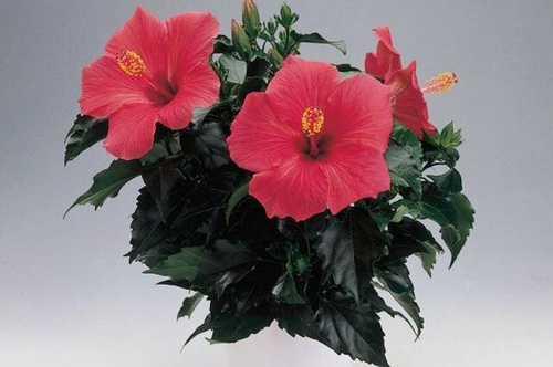 Гибискусы комнатные