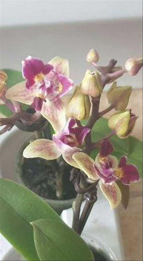 Орхидея пелорик сого готрис mini