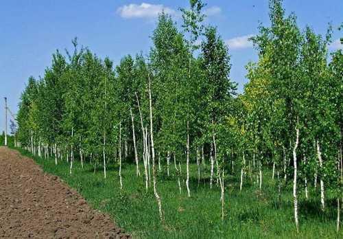 Саженцы берёзы обыкновенной