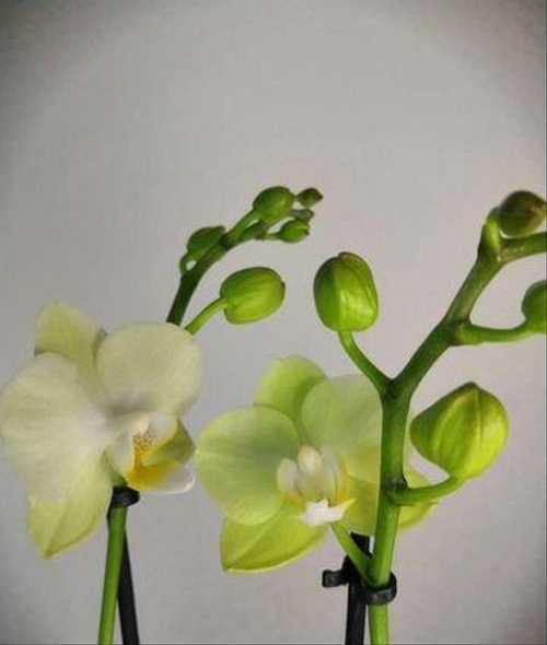 Орхидея мини светло-зелёная
