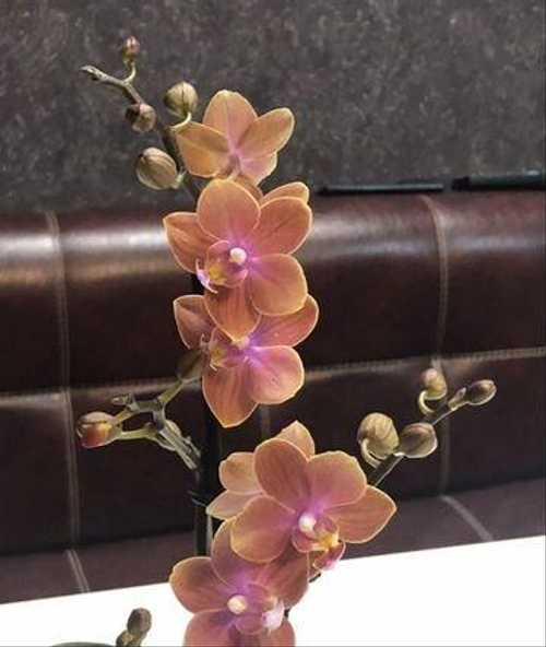 Орхидея фаленопсис Дасти Бель Арома парфюм