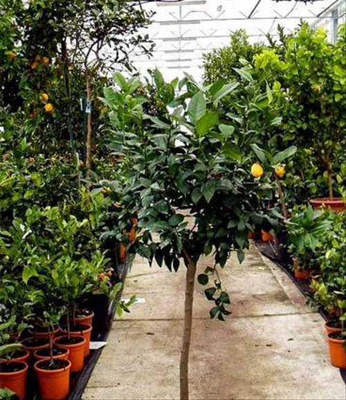 Лимонное Дерево Сицилия Н 180-185 см