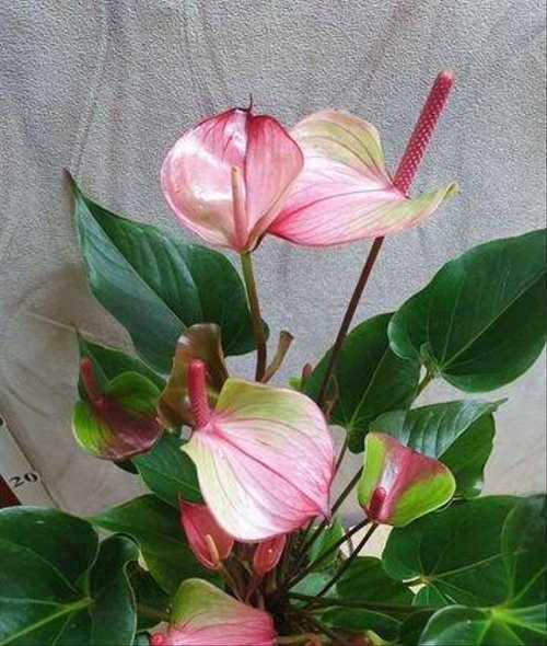 Антуриум Хот Липс