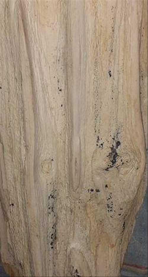 Окаменелое дерево