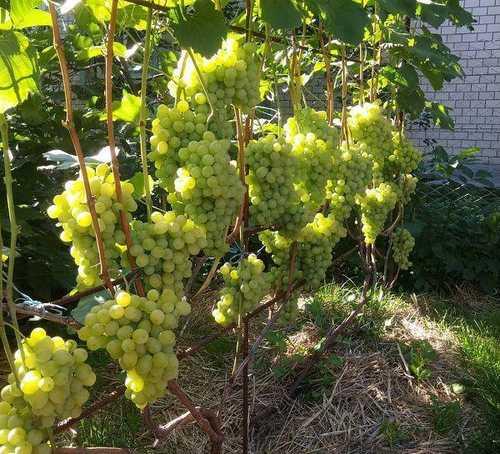 Укорененные черенки винограда Лора