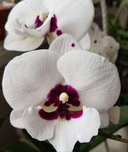 Орхидея фаленопсис Phal. Charming Panda '1224'
