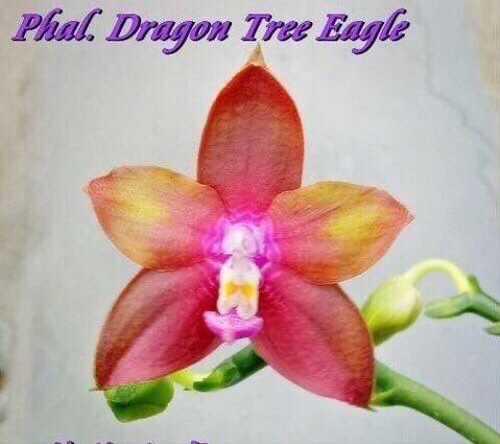 Орхидея фаленопсис dragon tree eagle