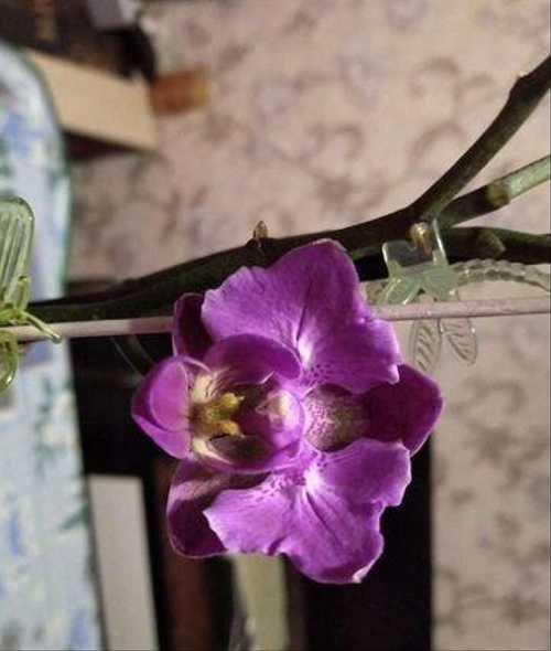 Орхидея фаленопсис Бабочка " Стелленбош" детка с ц