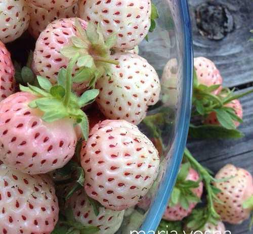 Pineberry перевод. Мари Пайнберри. Земляника Пайнберри на балконе. Пайнберри Симферополь.