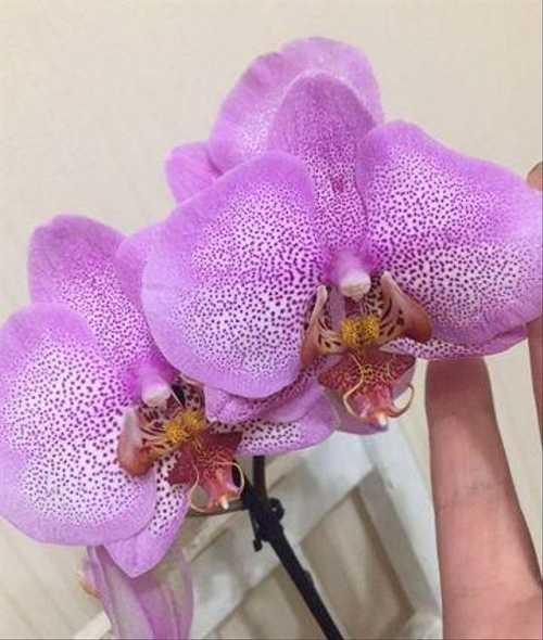 Орхидея Phal. Leopard Prince Sogo Diamond