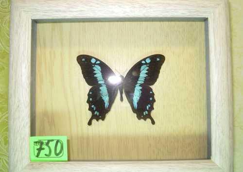Бабочка в рамке Papilio Oribasus