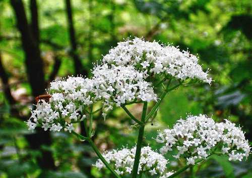 Валерьяна лекарственная