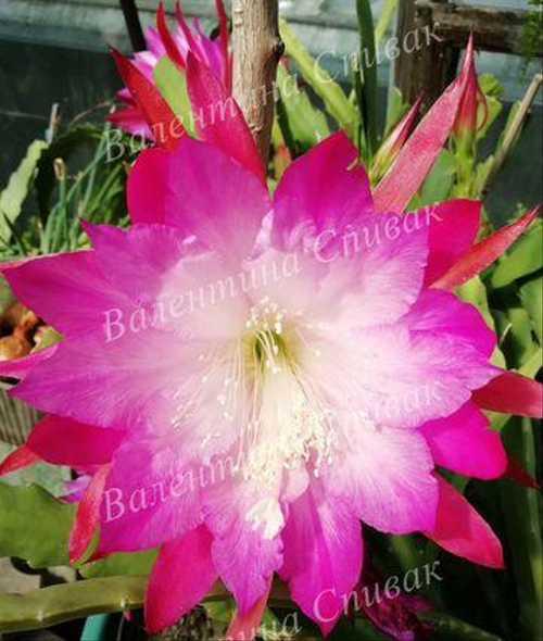 Эпифиллумы 3