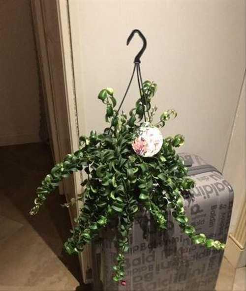 Эсхинантус Раста, редкое растение