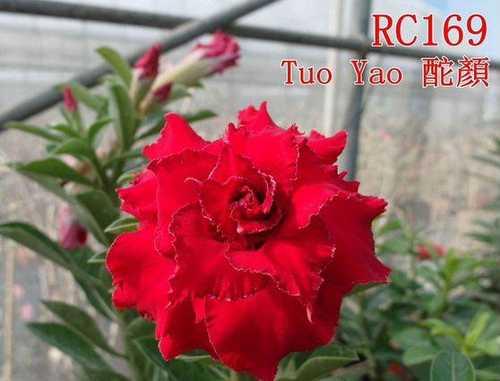 Комнатные растения. Адениум Adenium. Роза пустыни