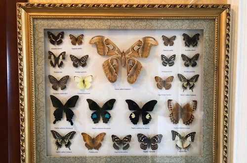 Бабочки в рамке