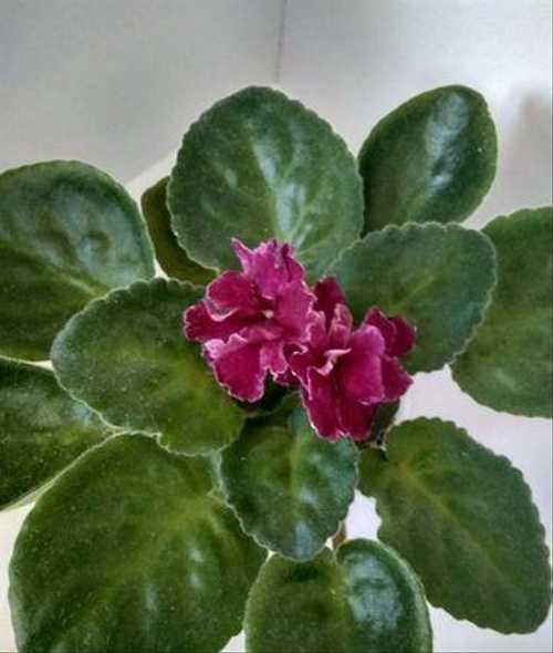 Фиалка ле-Маджента