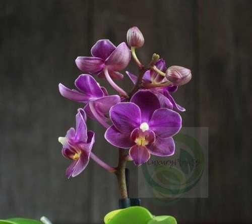 Орхидея фаленопсис мини Sogo Rose ‘Lee’ д7