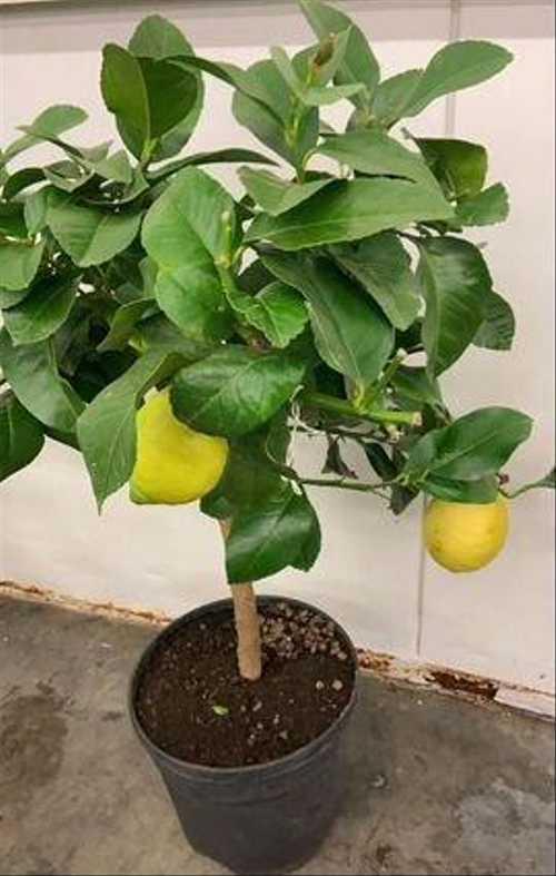 Комнатный домашний Лимон /дерево лимонное плоды 79