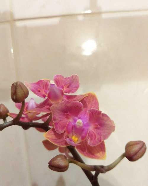 Орхидея фаленопсис Дасти Бель бабочка