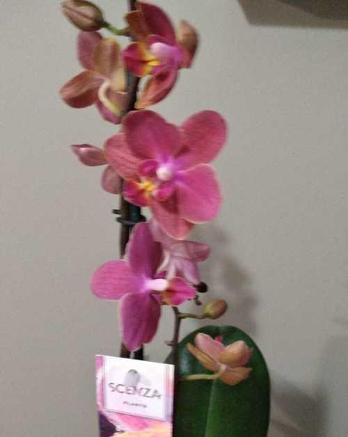 Орхидея Фаленопсис - парфюм
