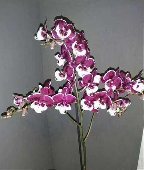 Орхидея биг лип шикарнейший