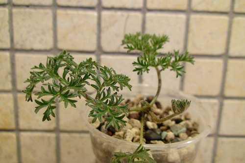 Растения. Pelargonium Triste