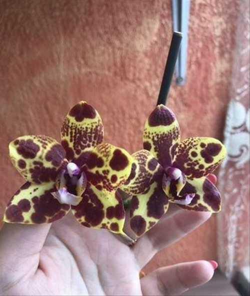 Орхидея фаленопсис Green World Snakeskin