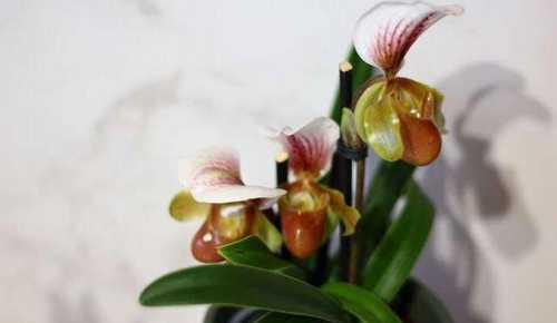 Орхидея 3 цветка Пафиопедилюм Пафиопедилум 95805