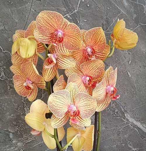 Орхидея фаленопсис оранжевая, Long Apollo