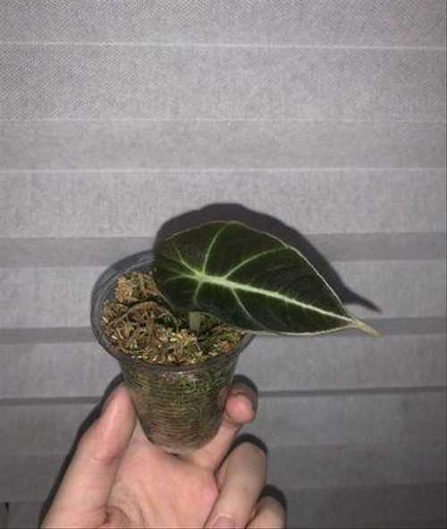 Алоказия блэк вельвет