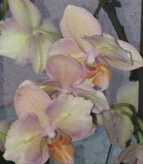 Фаленопсис Легато Бабочка