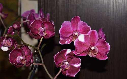Орхидея фаленопсис каменная Роза