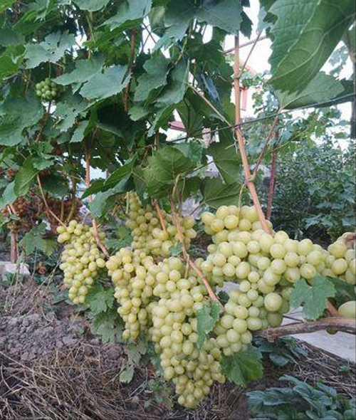 Черенки и саженцы районированного винограда