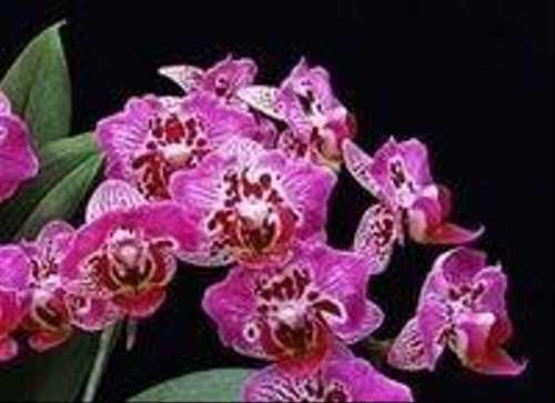 Орхидея Phal. Formosa Cranberry 'Wilson' 2.5" B43