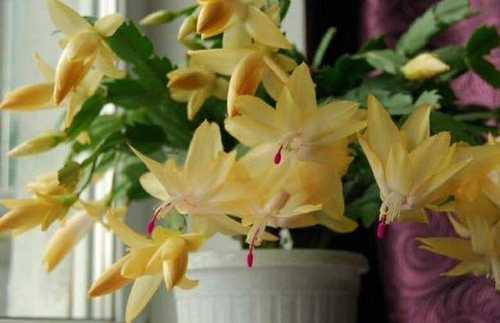 Желтый зигокактус растение 7 лет