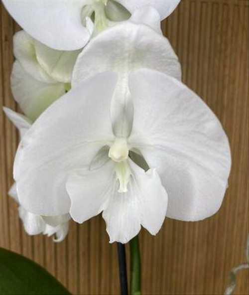 Орхидея фаленопсис, Биг Лип, цветущий