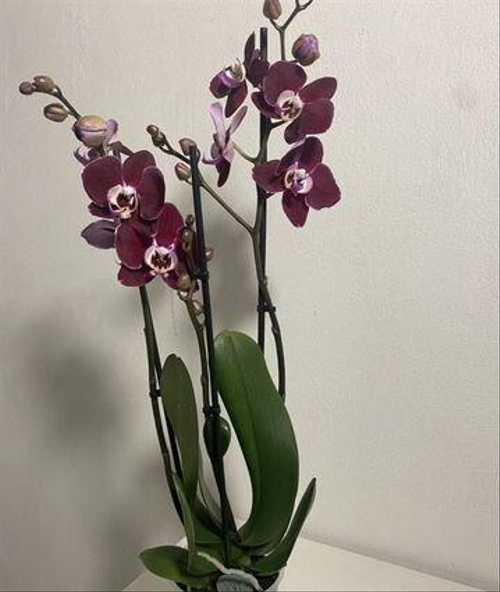 Орхидея фаленопсис Armion (Армион)