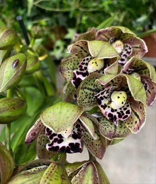 Орхидея цимбидиум тигровый
