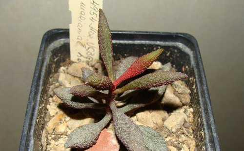 Adromischus (адромискус, адромисхус)