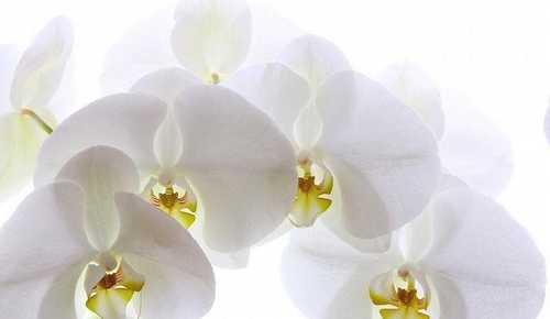 Фаленопсис орхидея белая экстра