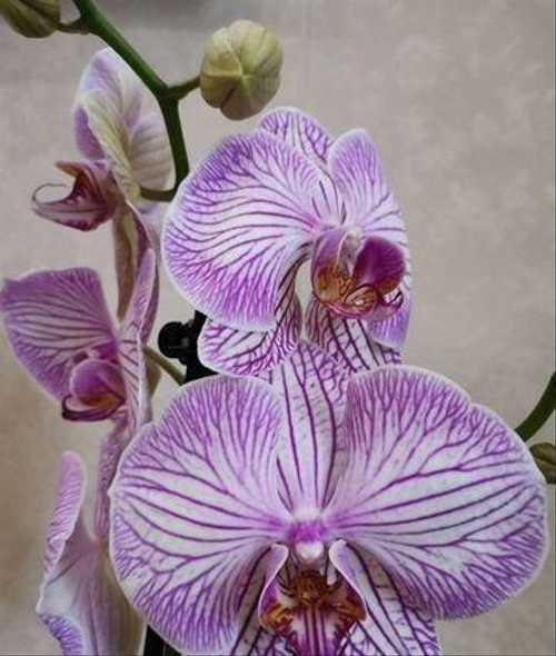 Орхидея фаленопсис с большими цветами