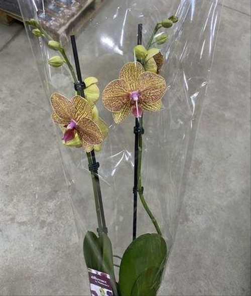 Орхидея Фаленопсис Найтфолл. Доставка