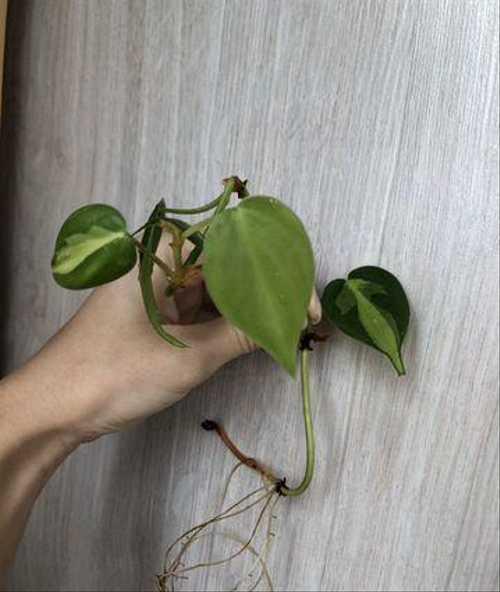 Филодендрон бразил (philodendron brasil)