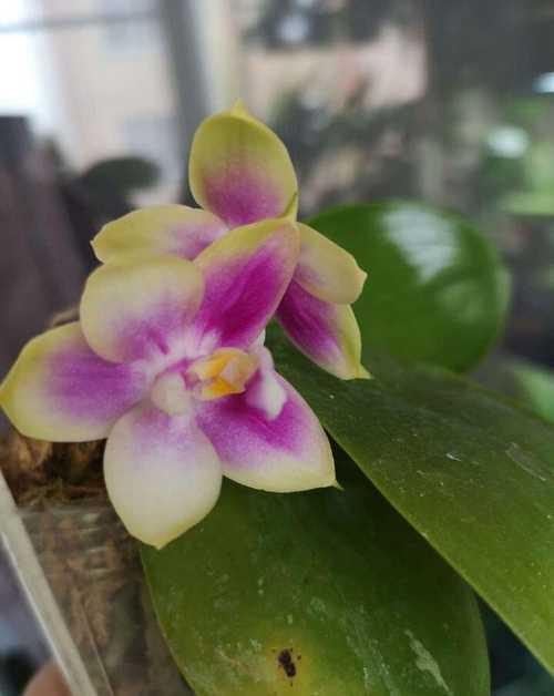 Орхидея фаленопсис P.Samera ‘Blue’ x (Nobby’s Gree
