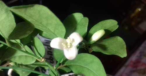 Трифазия трифолия,фикус,пахистахис,кроссандра