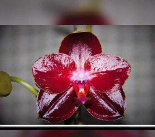 Орхидея Phal. AL Sun Hannover ‘Red’