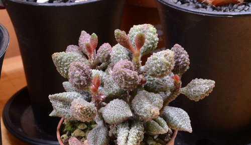 Adromischus marianiae Coffea Bean (Адромискус)
